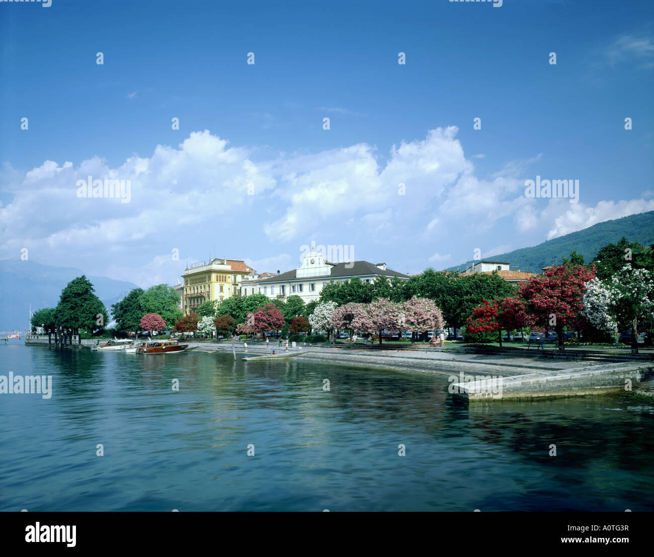 Lago Maggiore Camellia tree Stock Photo - Alamy