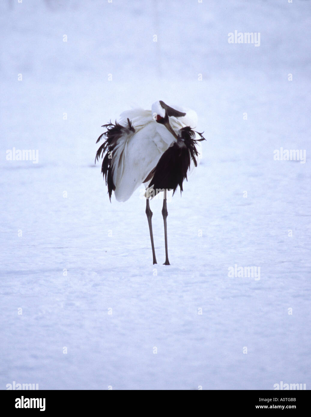Crane preening hi-res stock photography and images - Alamy