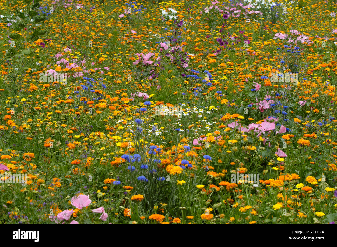 Meadow in flower hi-res stock photography and images - Alamy