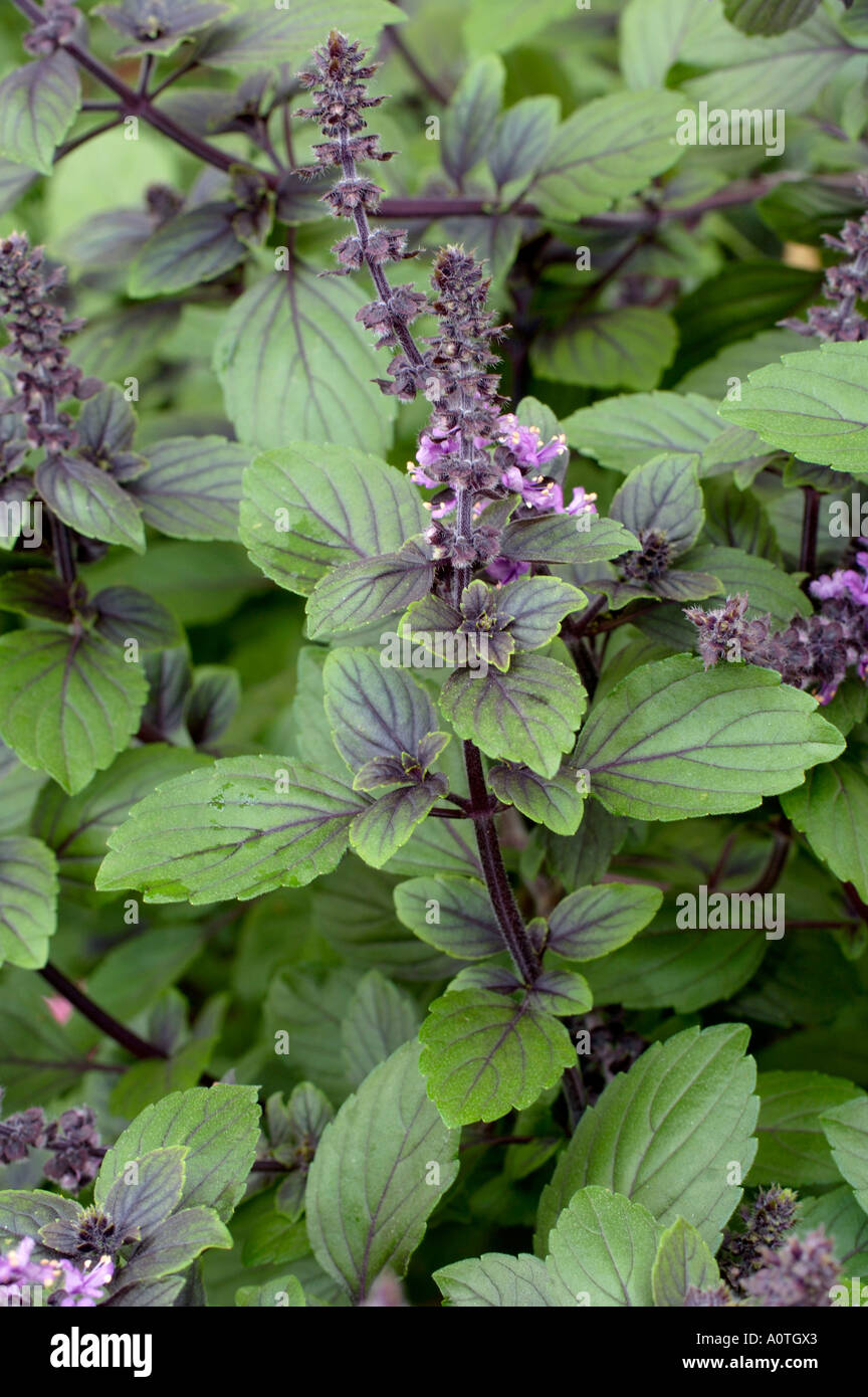 African blue basil hi-res stock photography and images - Alamy