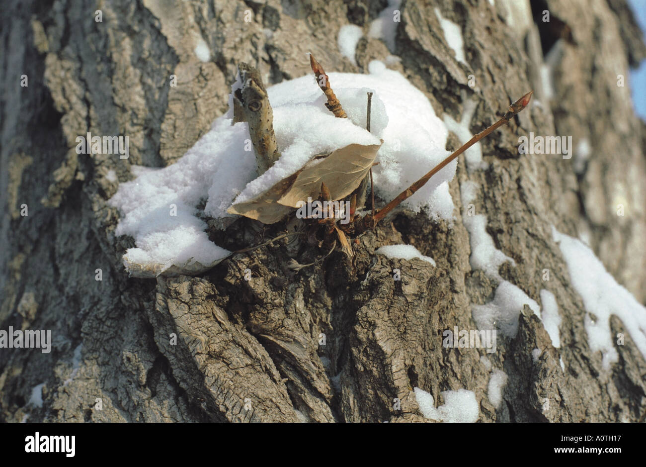 Bark of a poplar tree Altai Siberia Russia Stock Photo - Alamy