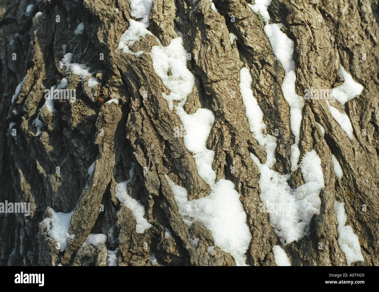 Russia poplar hi-res stock photography and images - Alamy