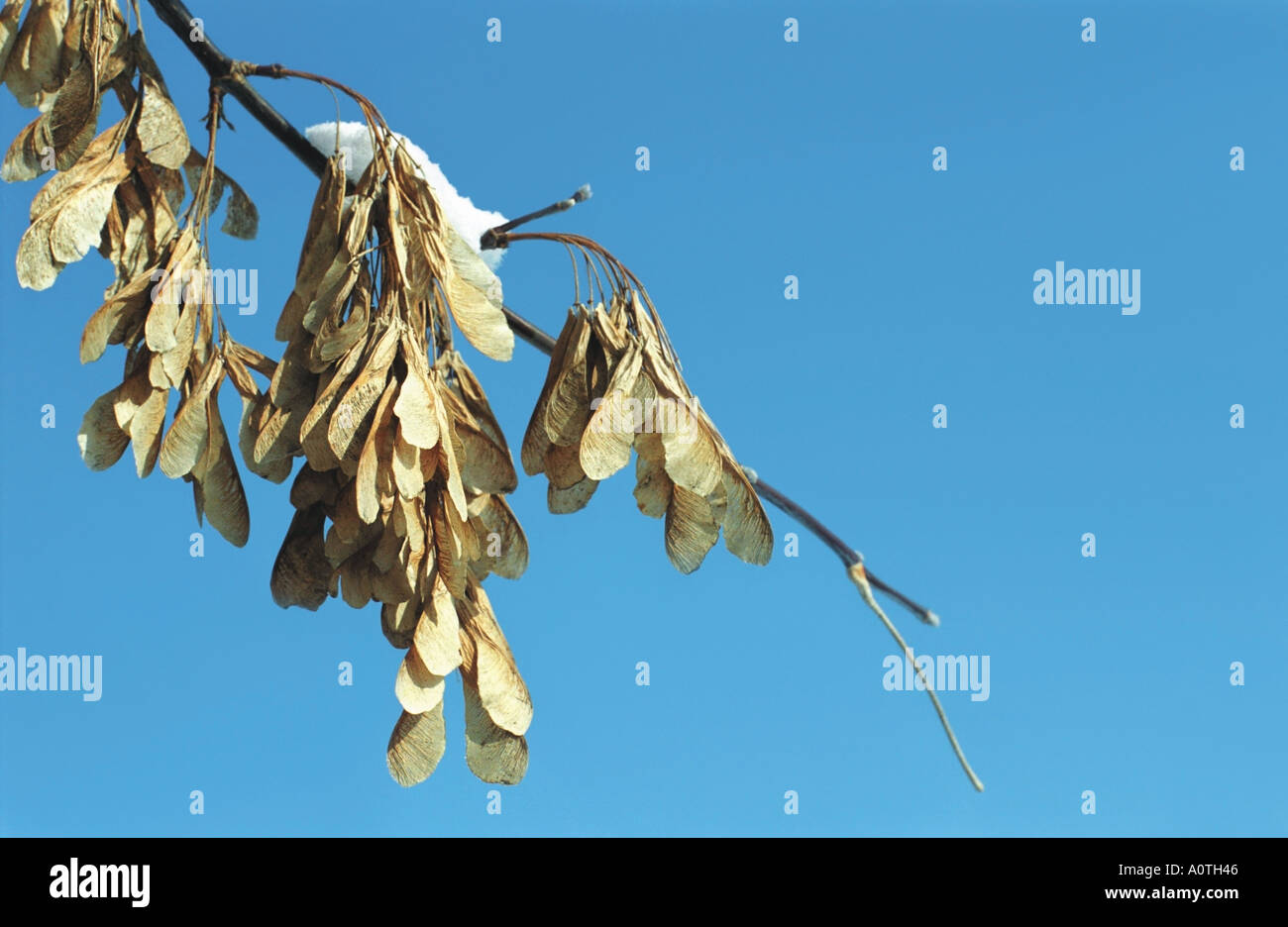 2004 seeds hi-res stock photography and images - Alamy