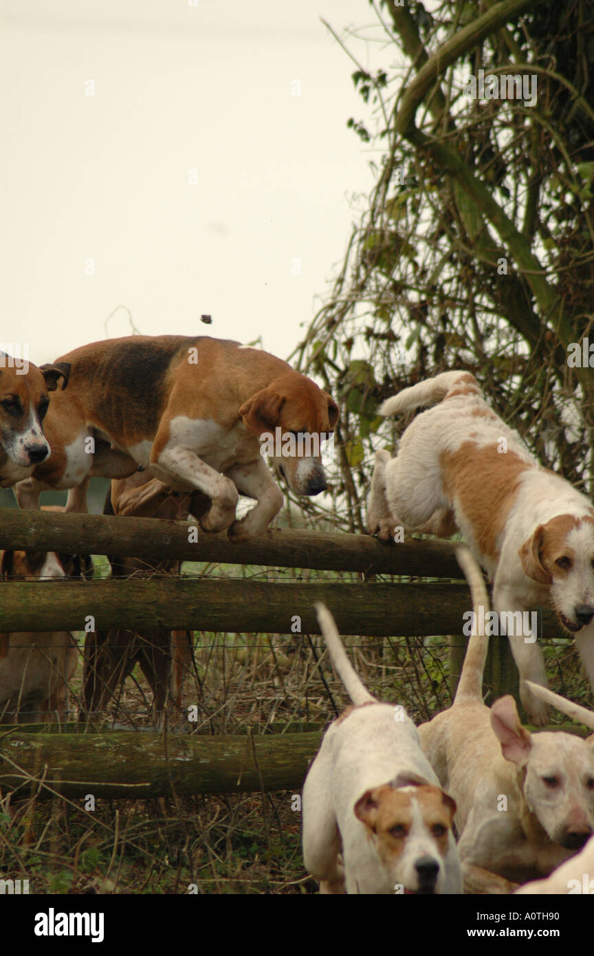 Hounds jumping fence on the chase Stock Photo - Alamy