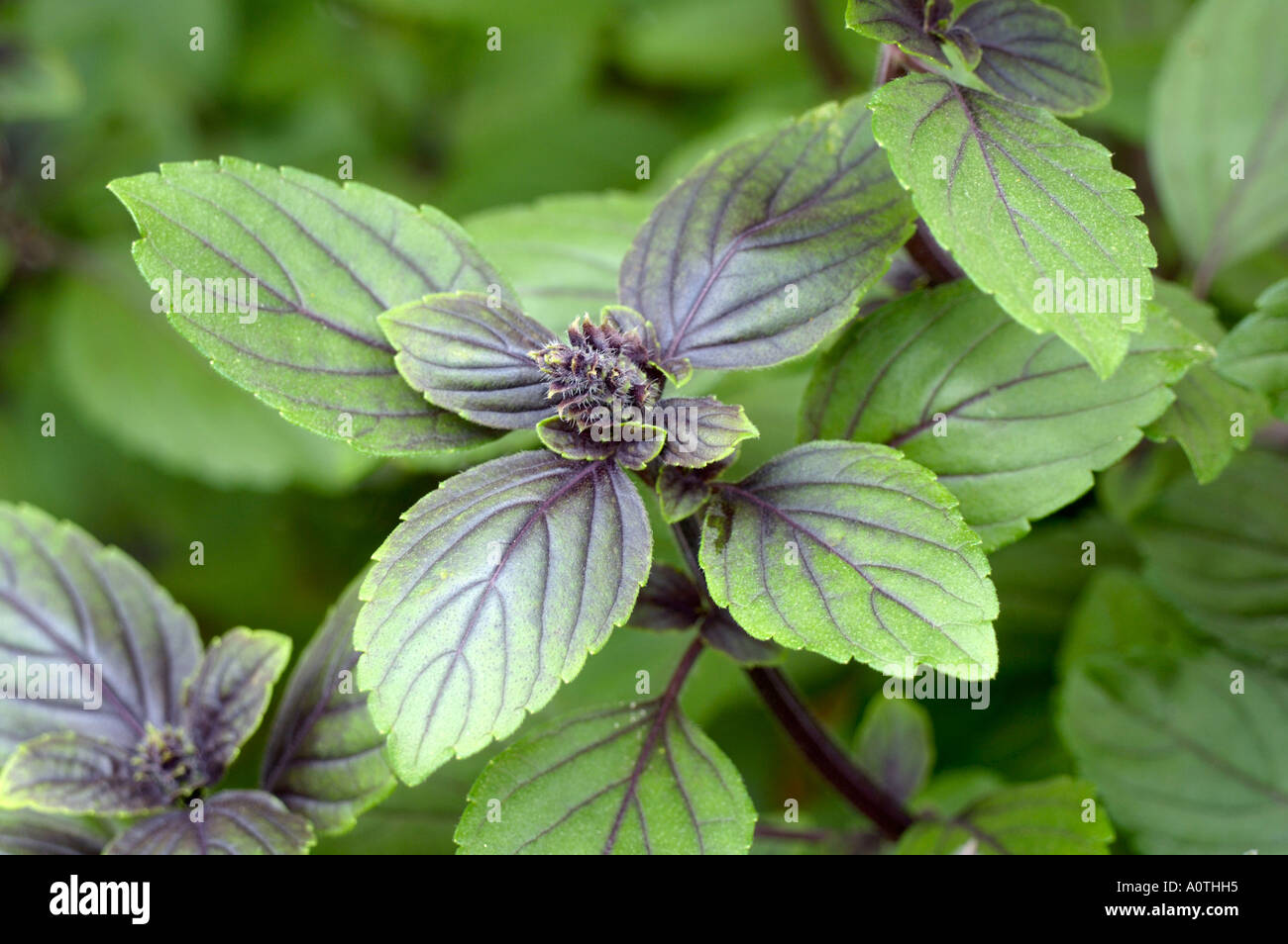 African blue basil hi-res stock photography and images - Alamy