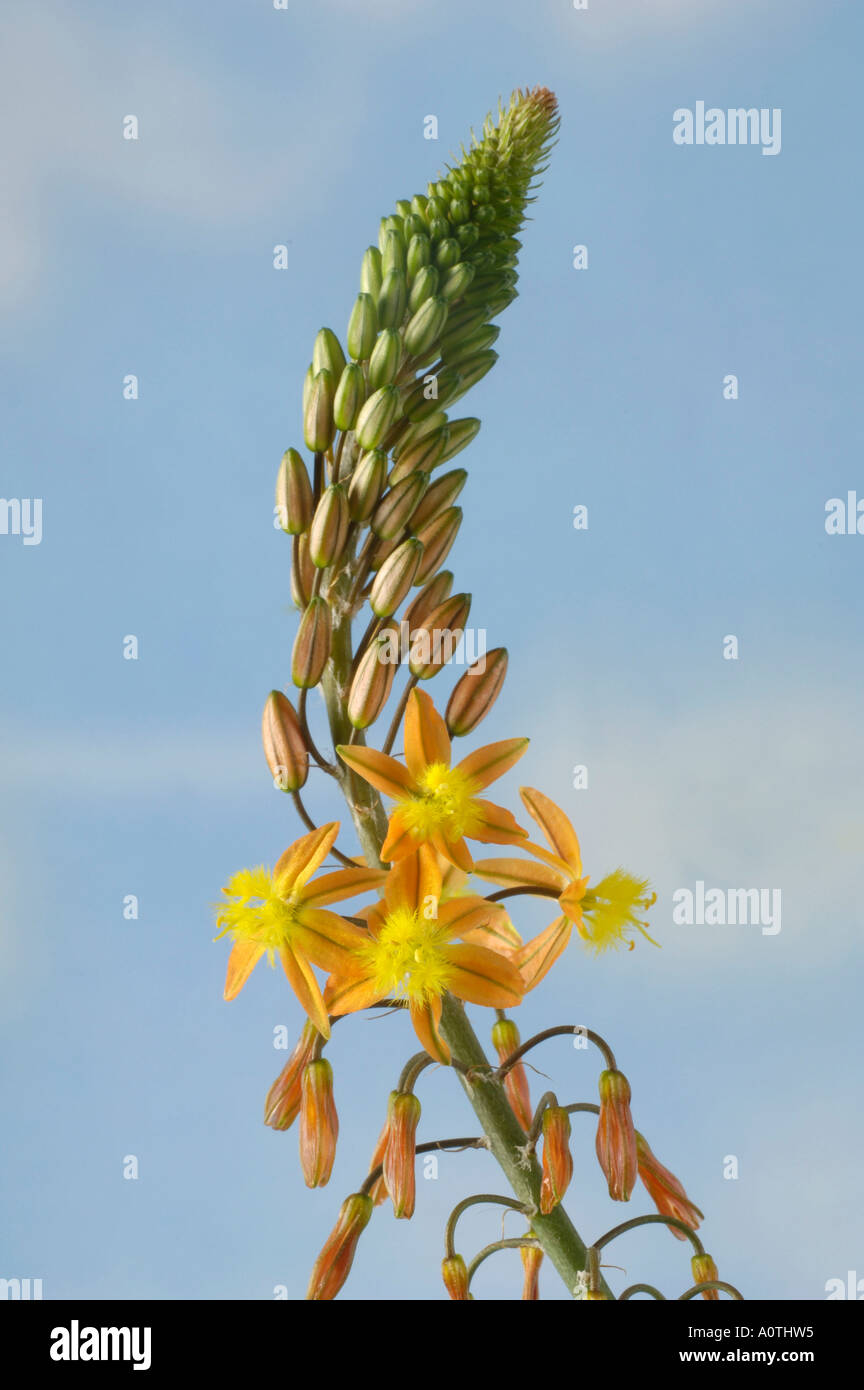 Yellow African Bulbine Stock Photo - Alamy