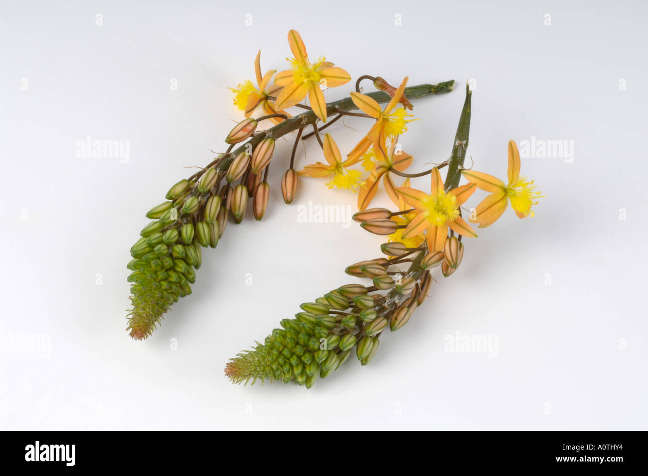 Bulbine frutescens hi-res stock photography and images - Alamy