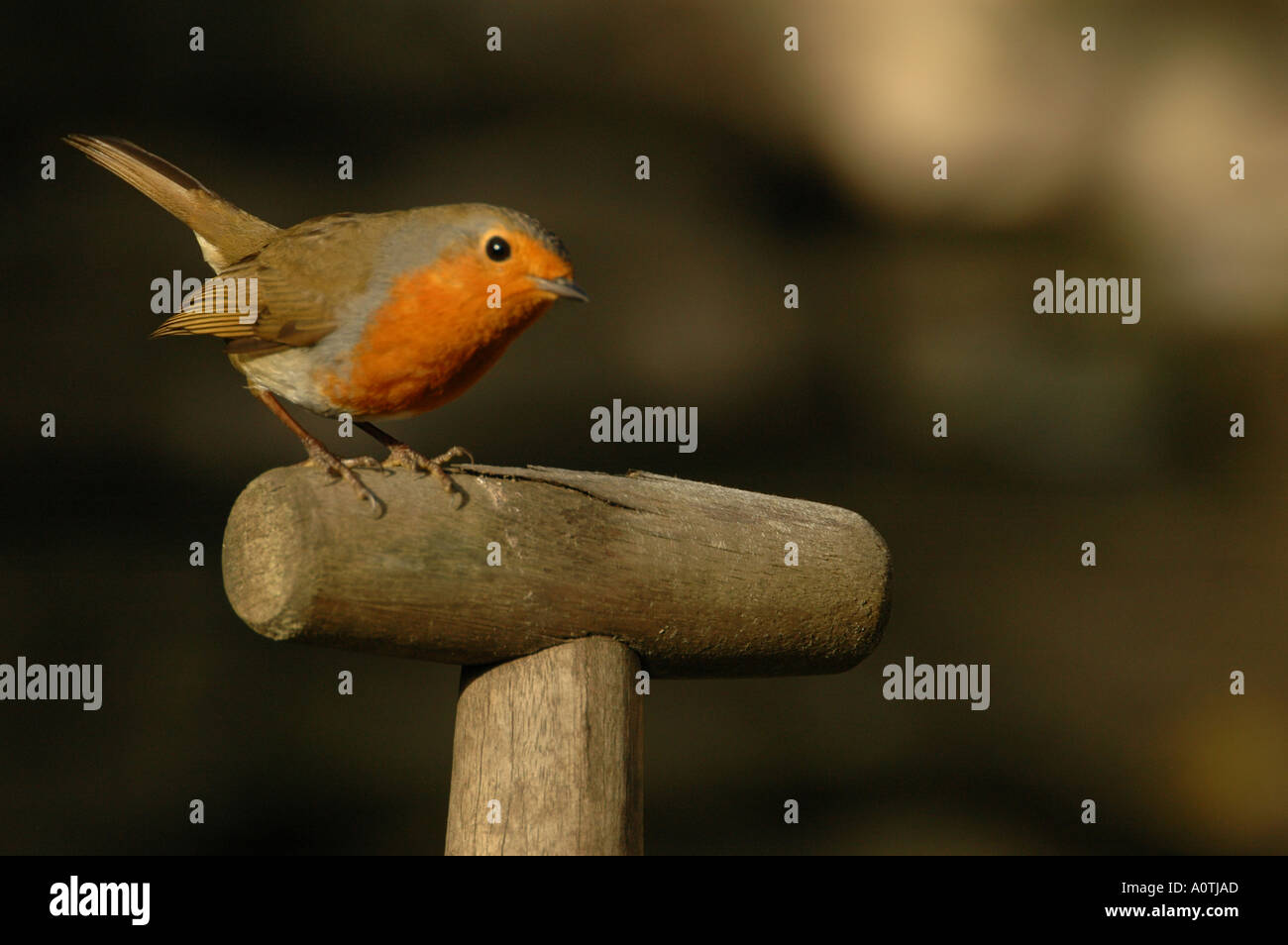 Robin perched on spade handle Stock Photo - Alamy