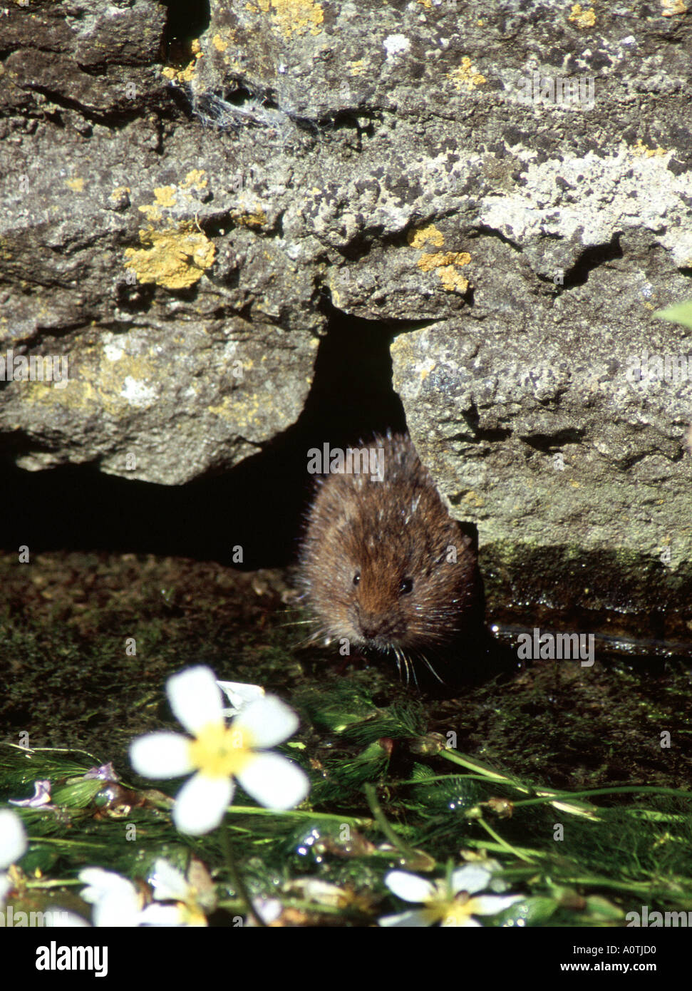 Water vole appearing from hole in the river bank Stock Photo - Alamy