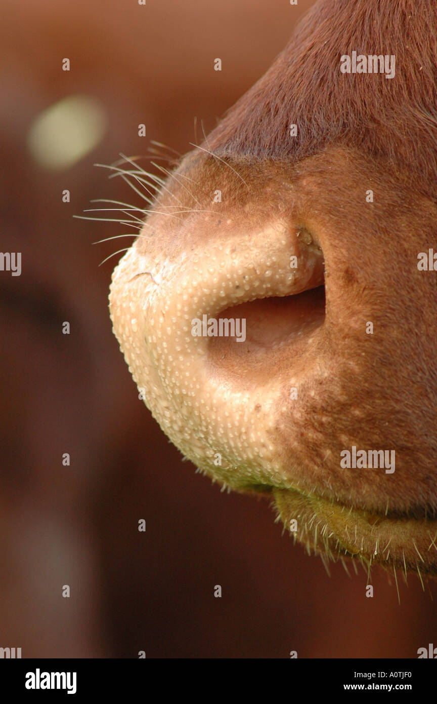 Close up of a cow s nose Stock Photo - Alamy