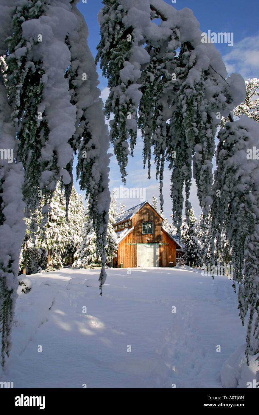 Hemlock Tree With Snow