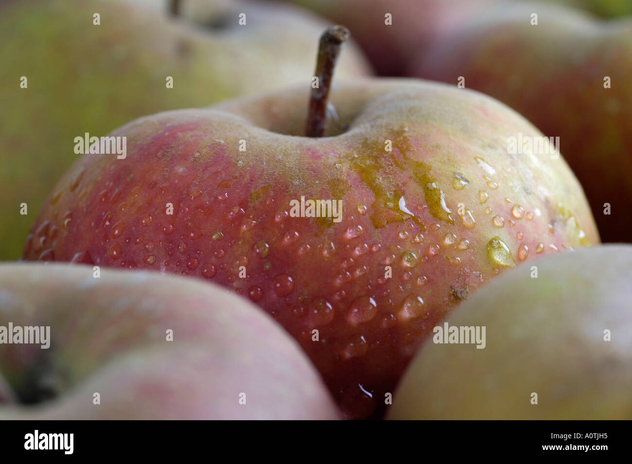 Boskop hi-res stock photography and images - Alamy