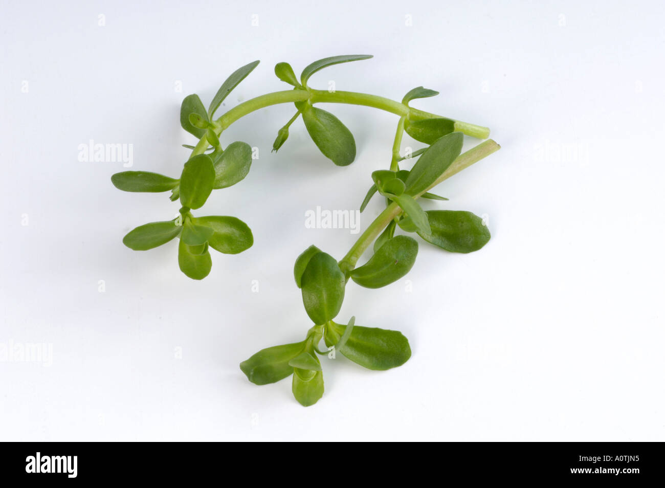 Herbs brahmi hi-res stock photography and images - Alamy