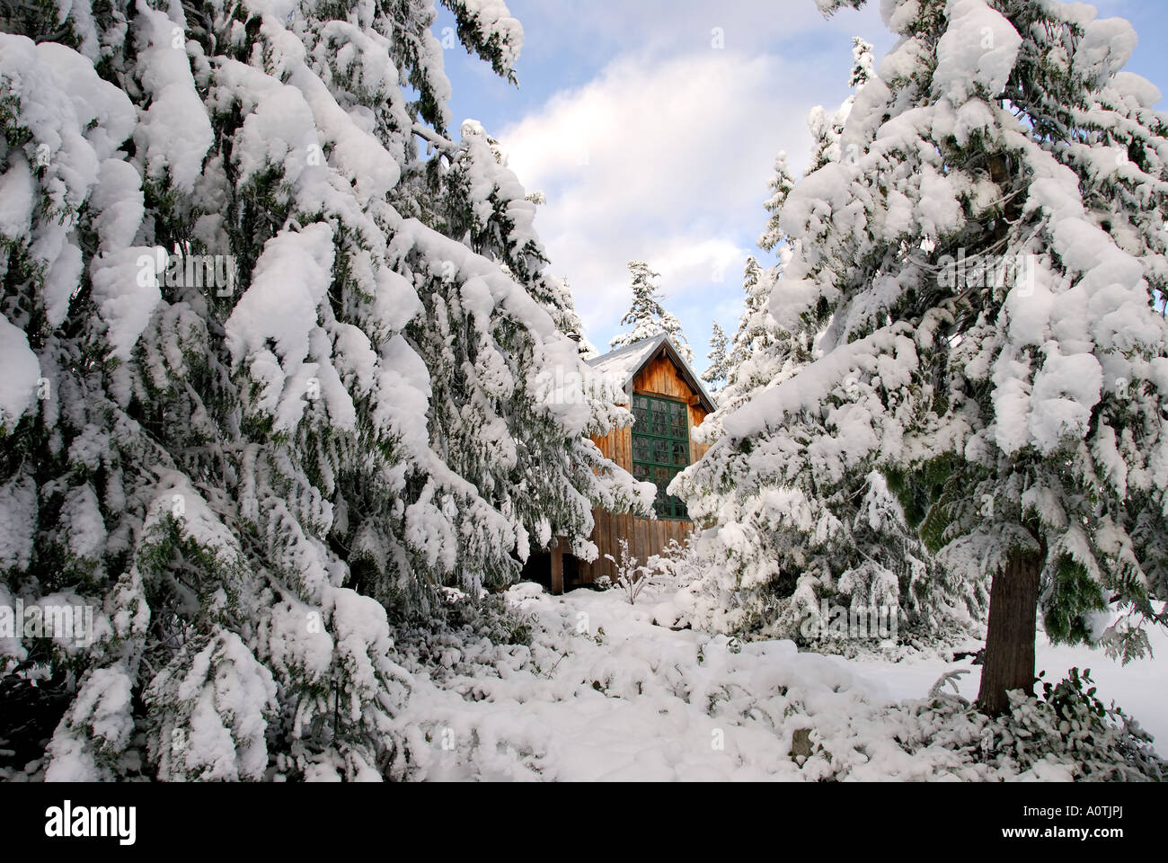 Snow clinging to tree branches hi-res stock photography and images - Alamy
