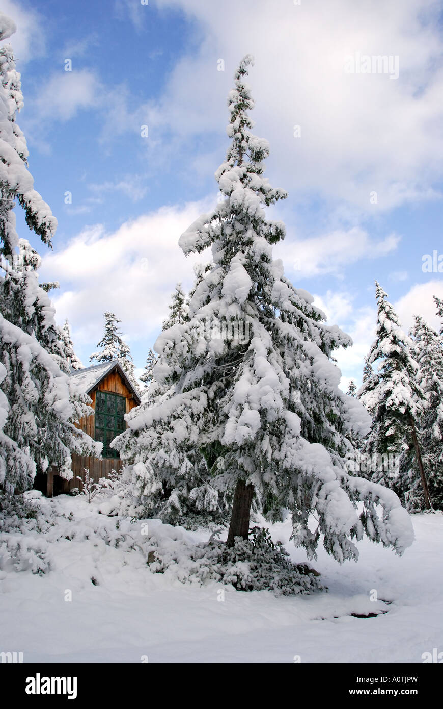"Snow covered cabin and cedar trees Stock Photo - Alamy