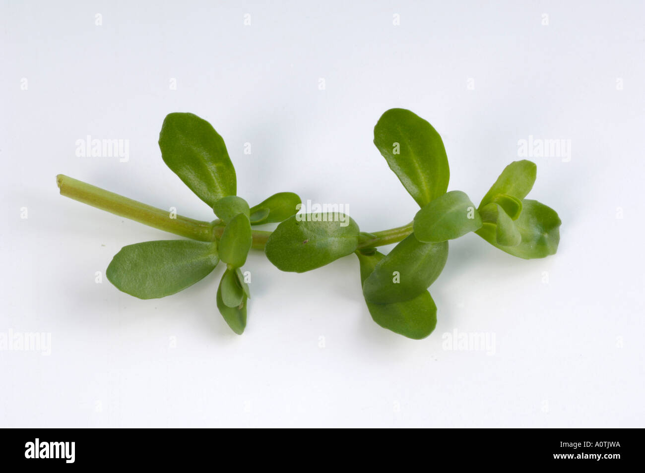 Brahmi leaves hi-res stock photography and images - Alamy