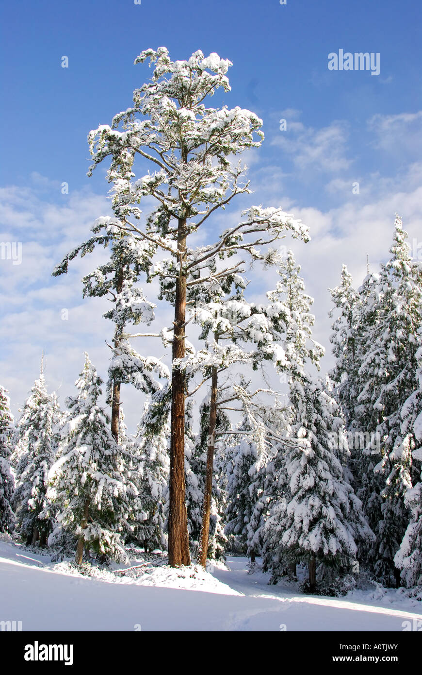 Trees in snow covered winter hi-res stock photography and images - Alamy