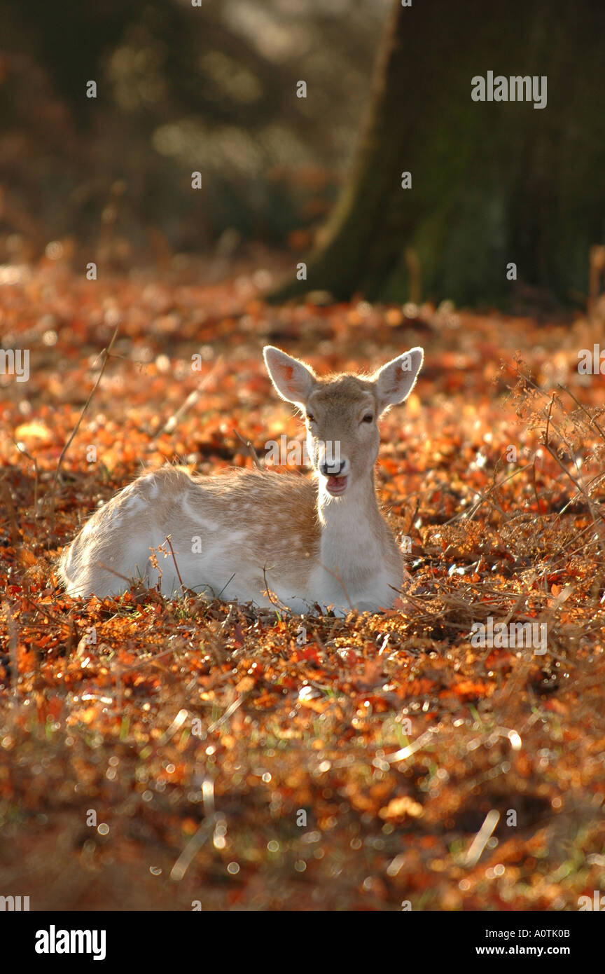 Fallow deer lying down in woodland Stock Photo - Alamy