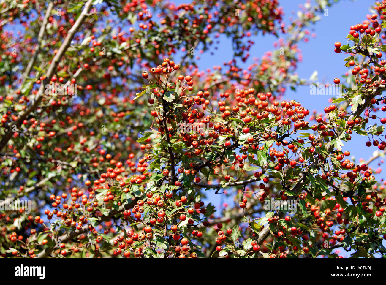 "Hawthorn berries, Surrey Stock Photo - Alamy