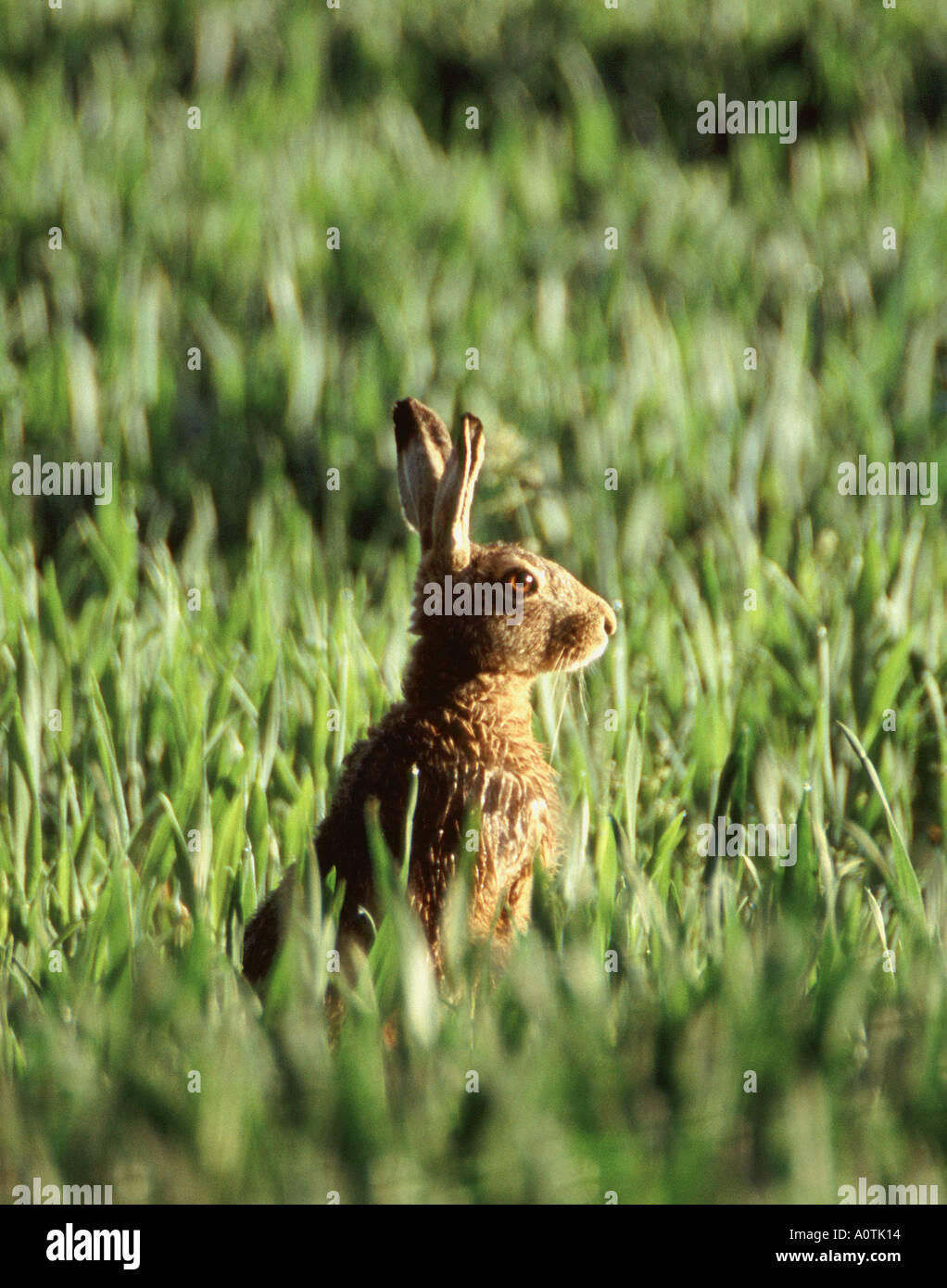 Hare sat in field of wheat Stock Photo - Alamy