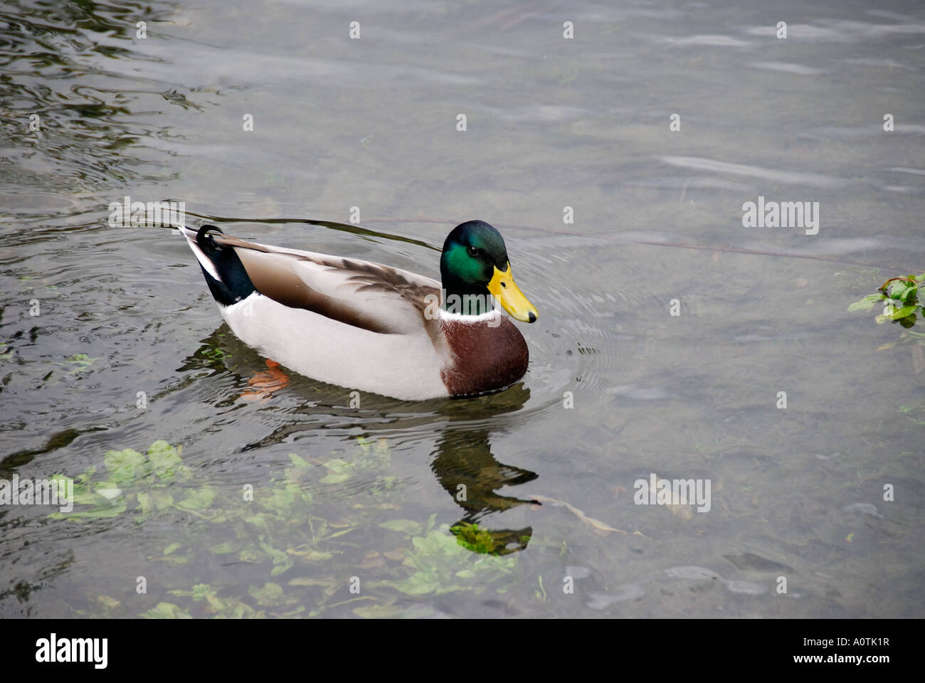 "^Mallard drake, stream Stock Photo - Alamy