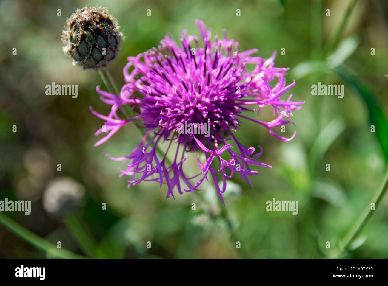 "Pink "wild flower", Surrey Stock Photo - Alamy