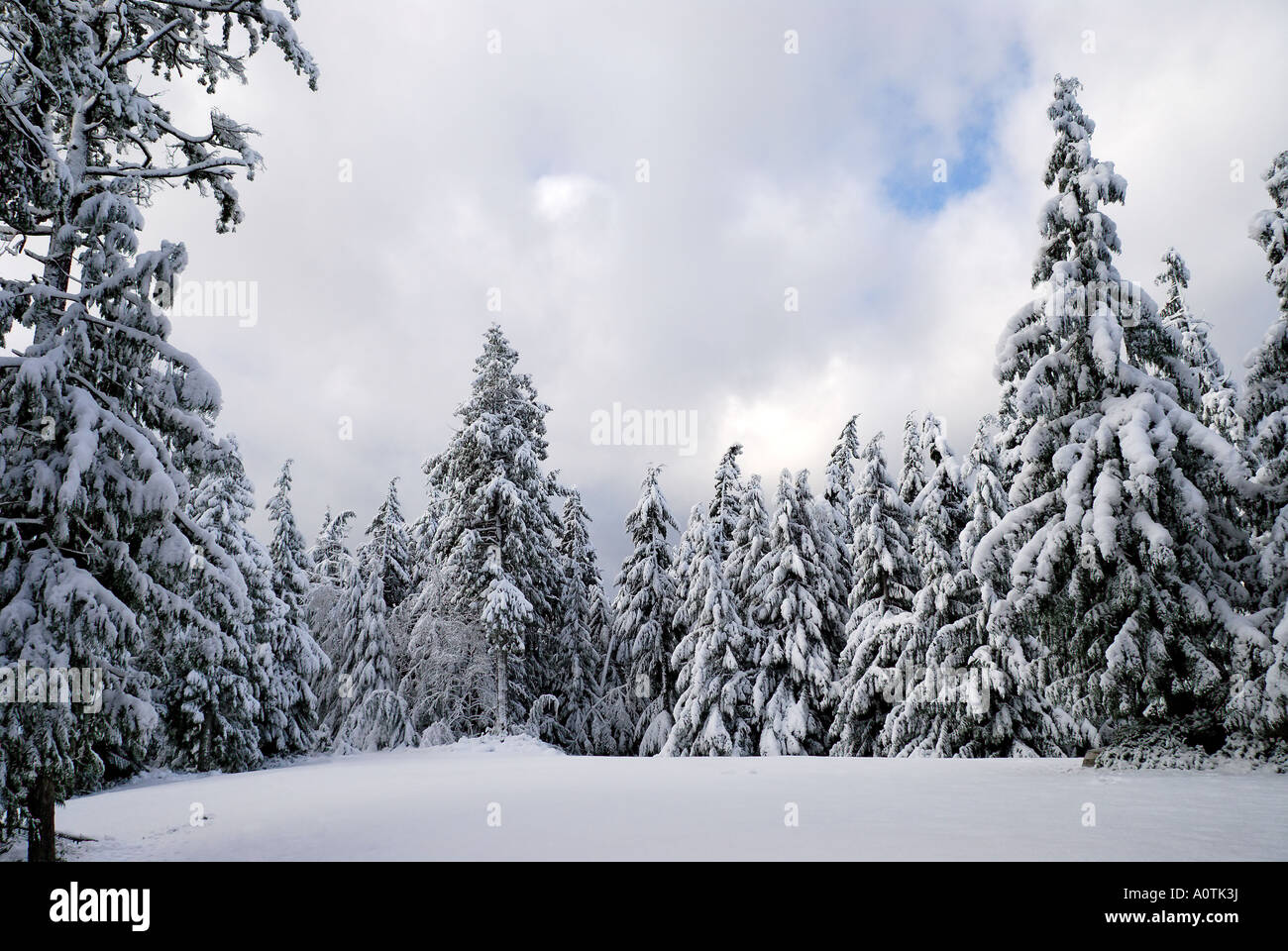 Hemlock Tree With Snow
