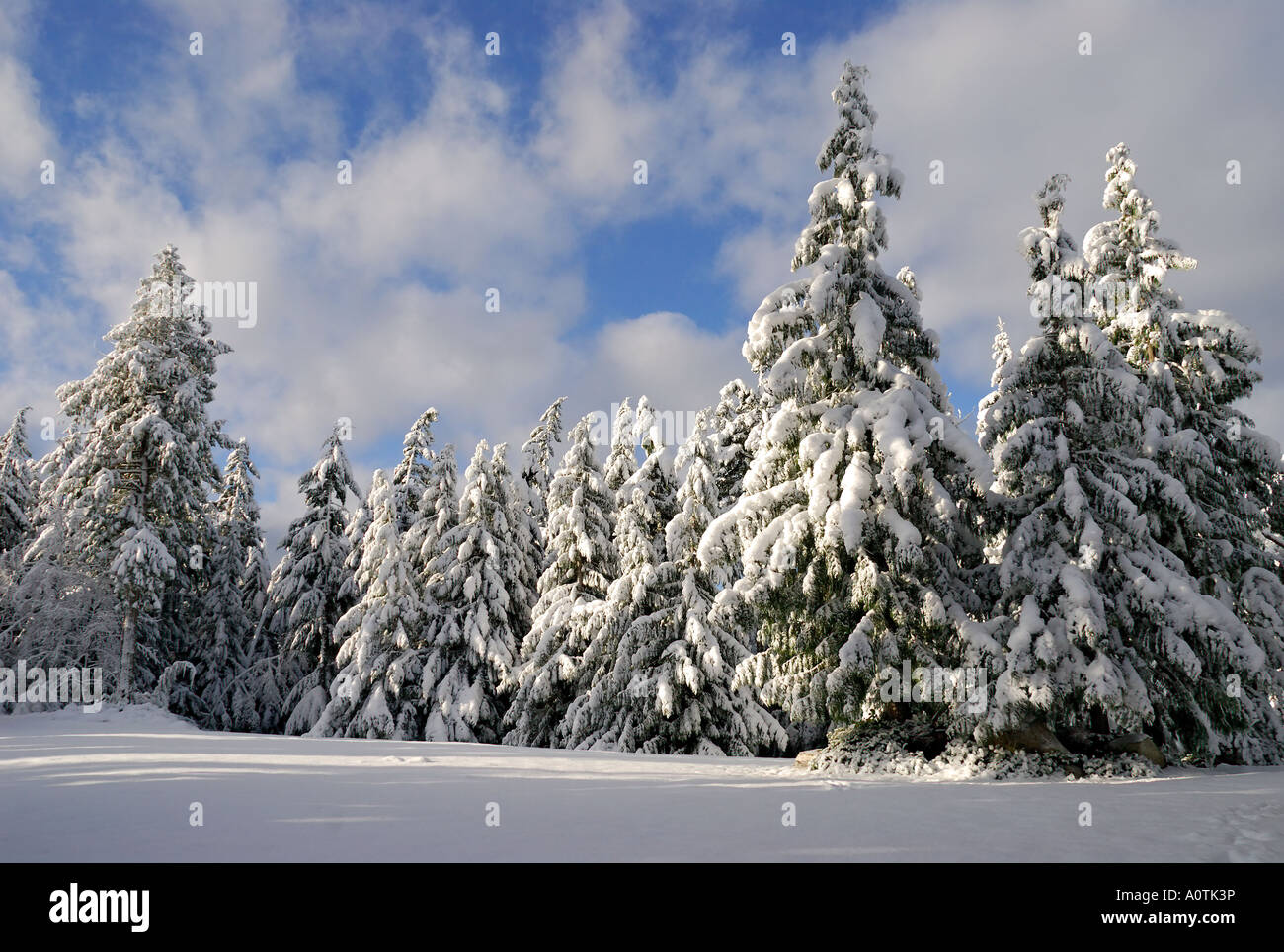 Hemlock Tree With Snow