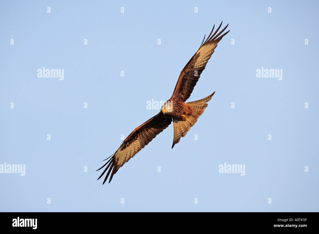 Red kite feeding station hi-res stock photography and images - Alamy