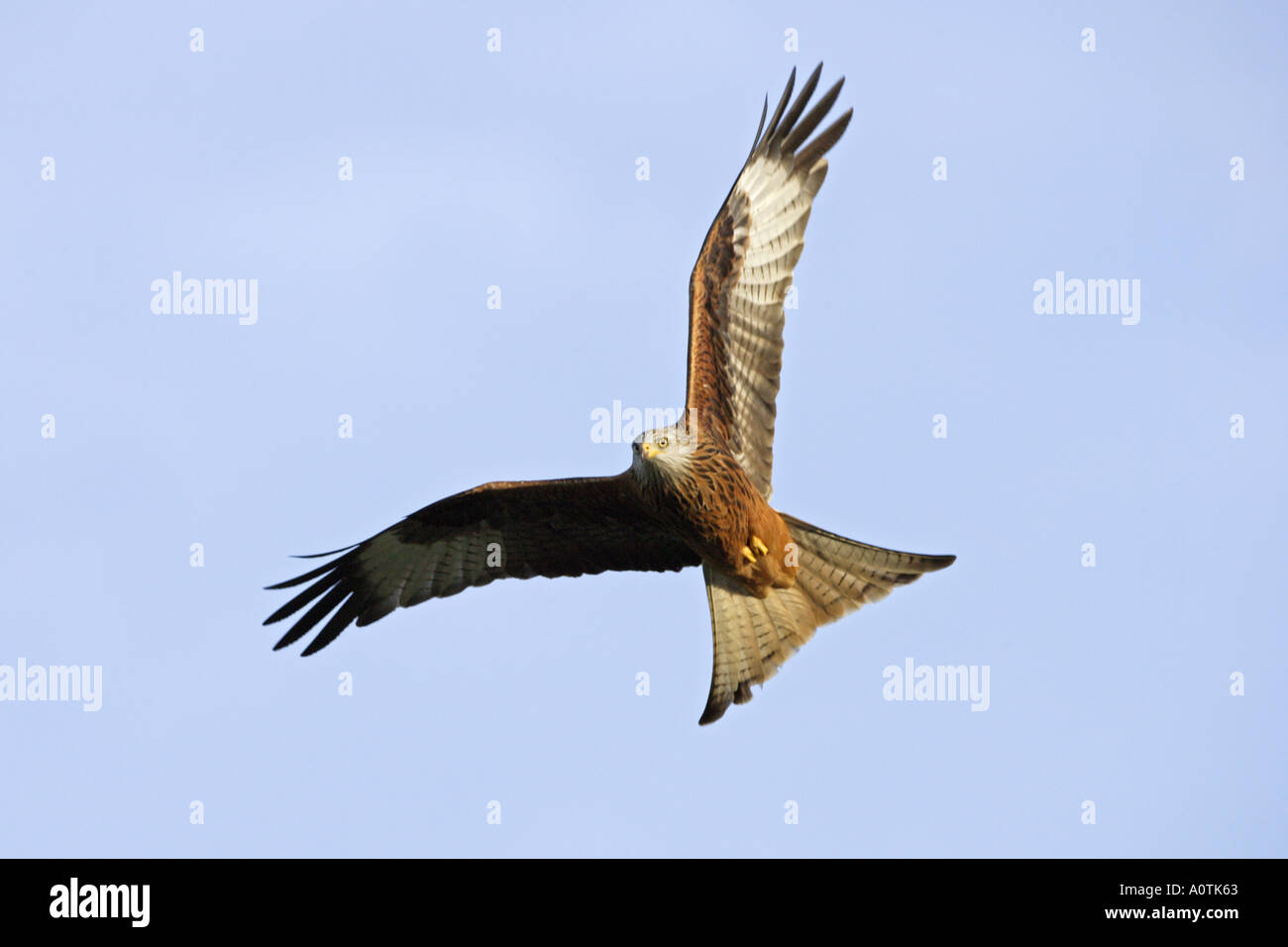 Red kite feeding station hi-res stock photography and images - Alamy