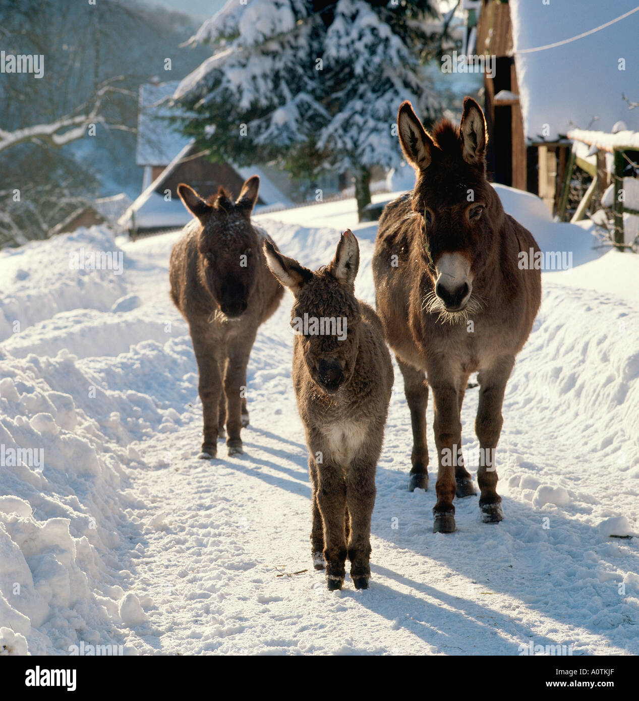 Donkey from the front hi-res stock photography and images - Alamy