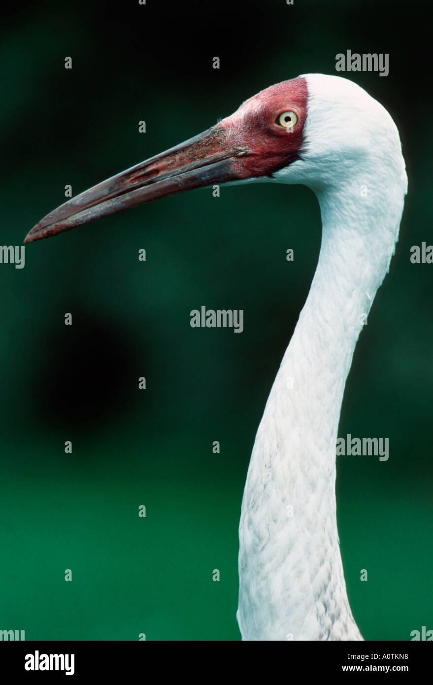 Great White Crane / Siberian Crane Stock Photo - Alamy