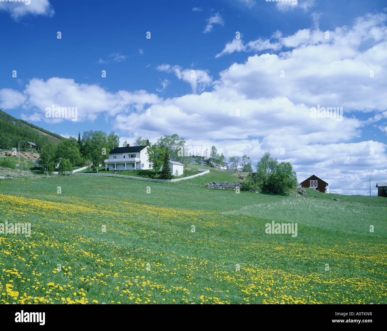 Dandelion field house Stock Photo - Alamy