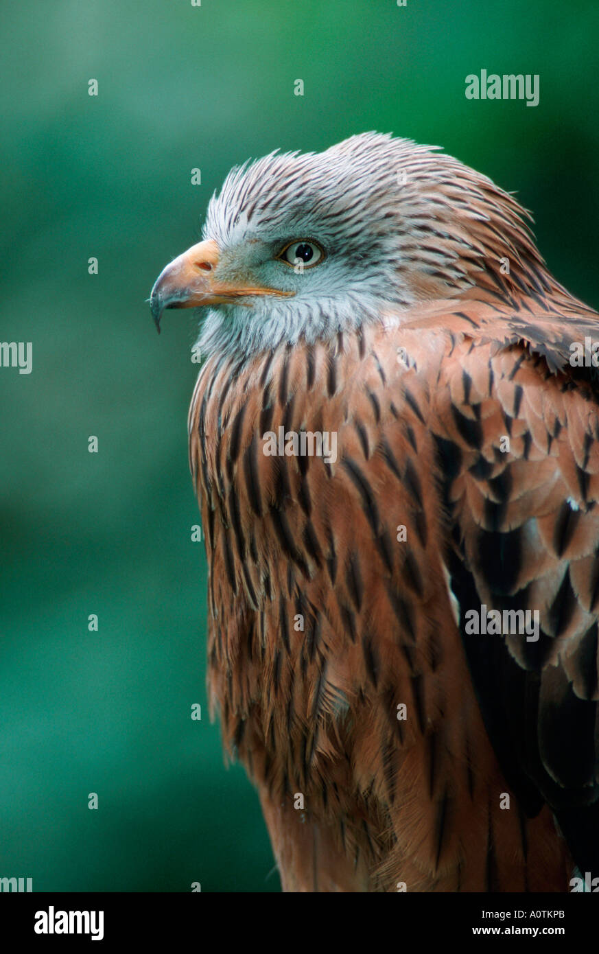 Portrait format red kite hi-res stock photography and images - Alamy