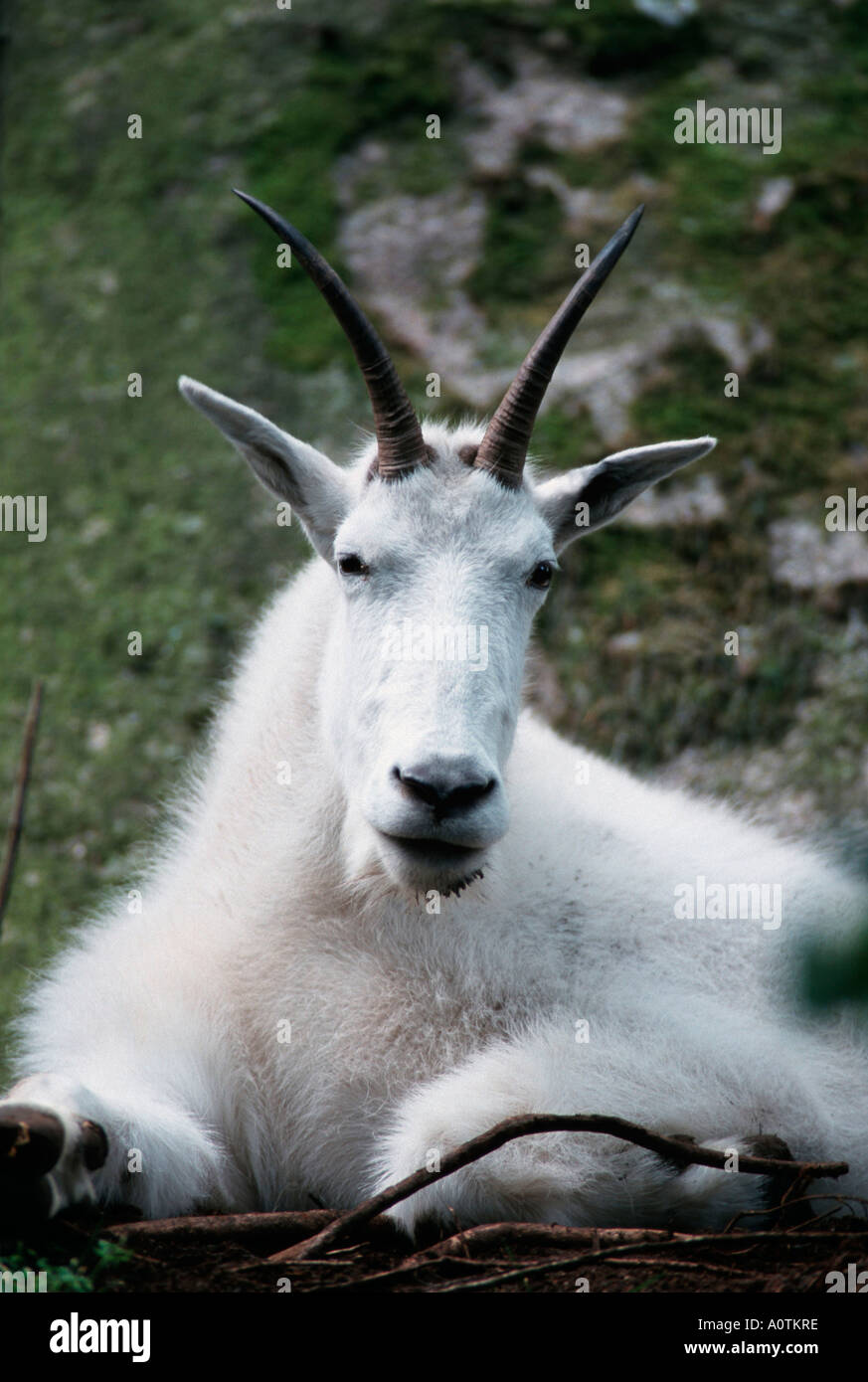 The mountain goat hi-res stock photography and images - Alamy