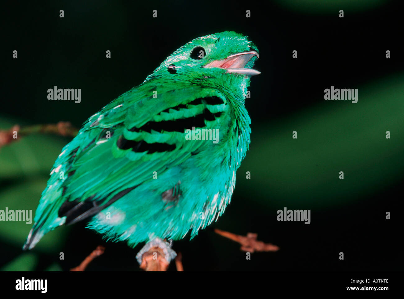 Lesser Green Broadbill Stock Photo - Alamy