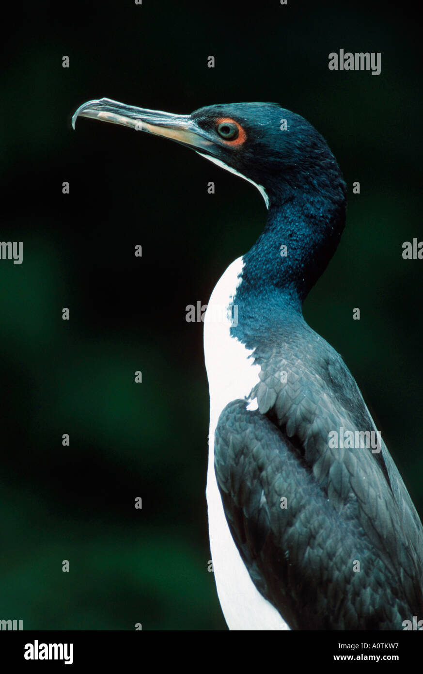 The guanay cormorant hi-res stock photography and images - Alamy