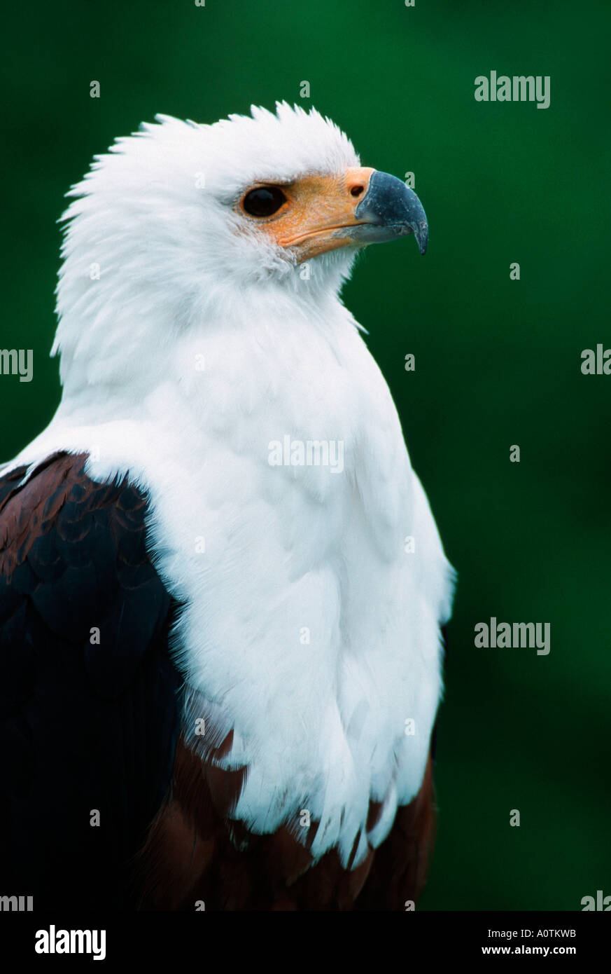 African Fish Eagle Stock Photo - Alamy