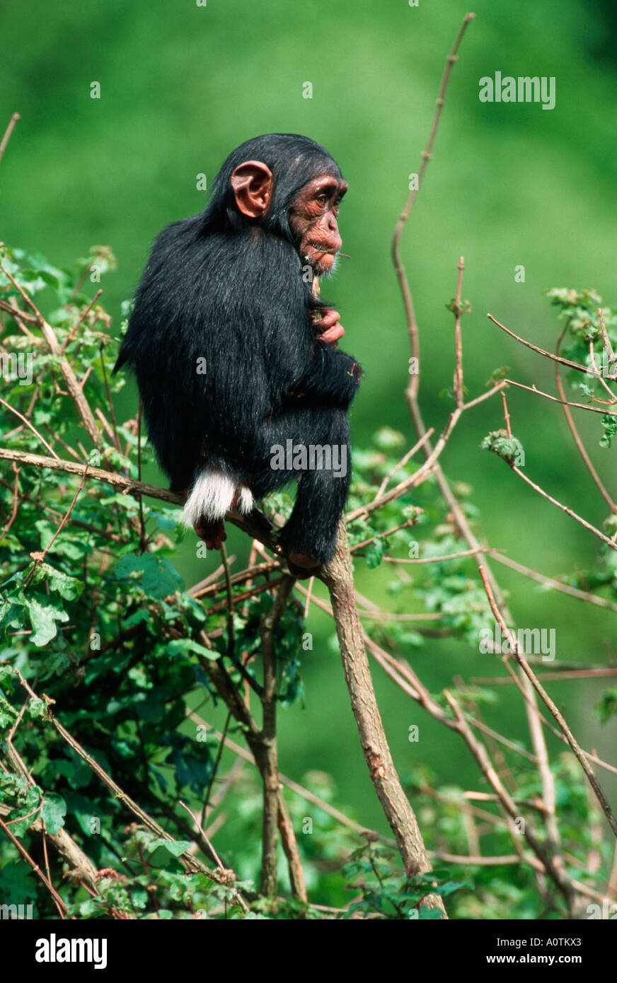 Chimpanzee / Chimpy Stock Photo - Alamy