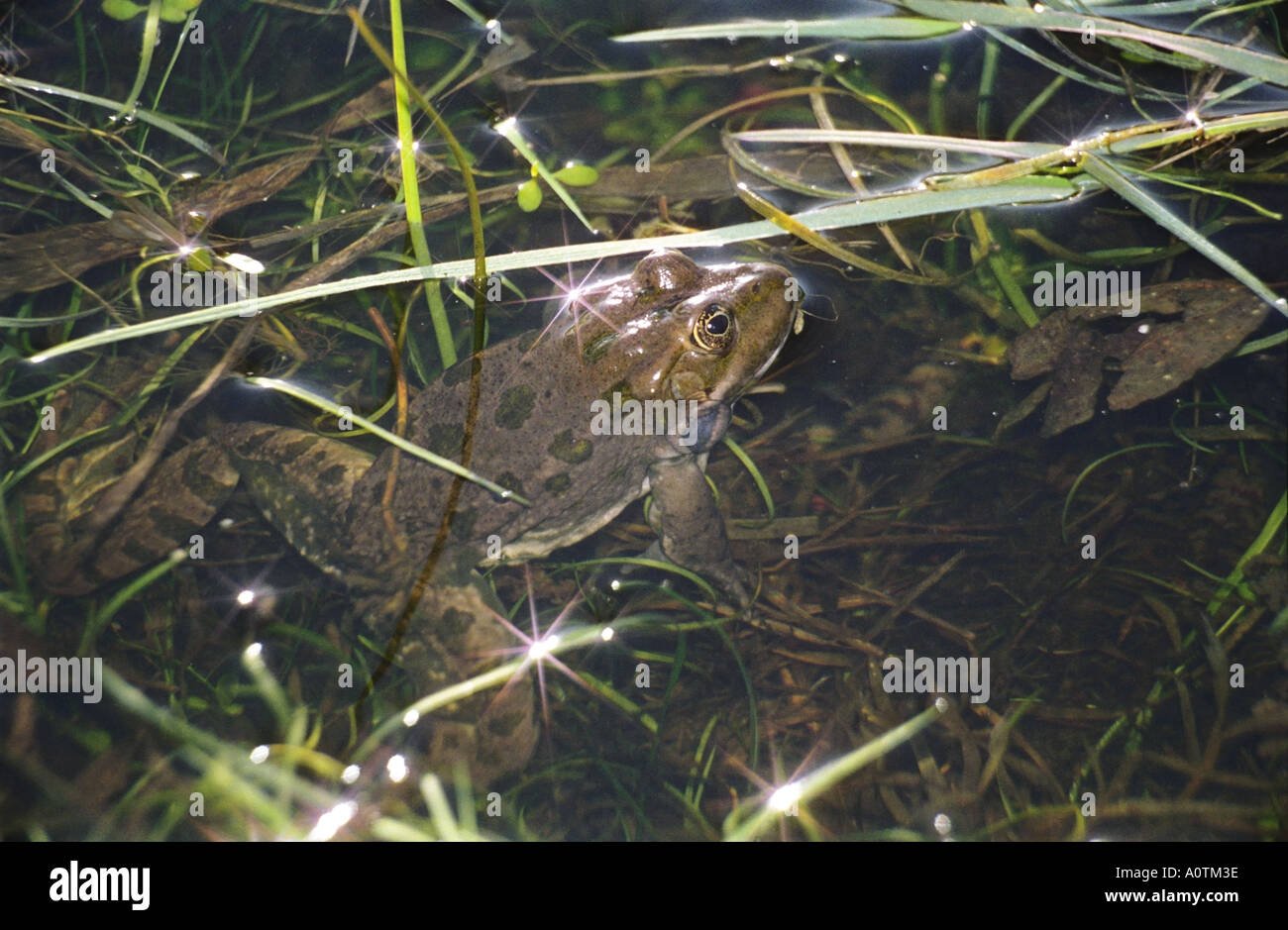 Frog dam hi-res stock photography and images - Alamy