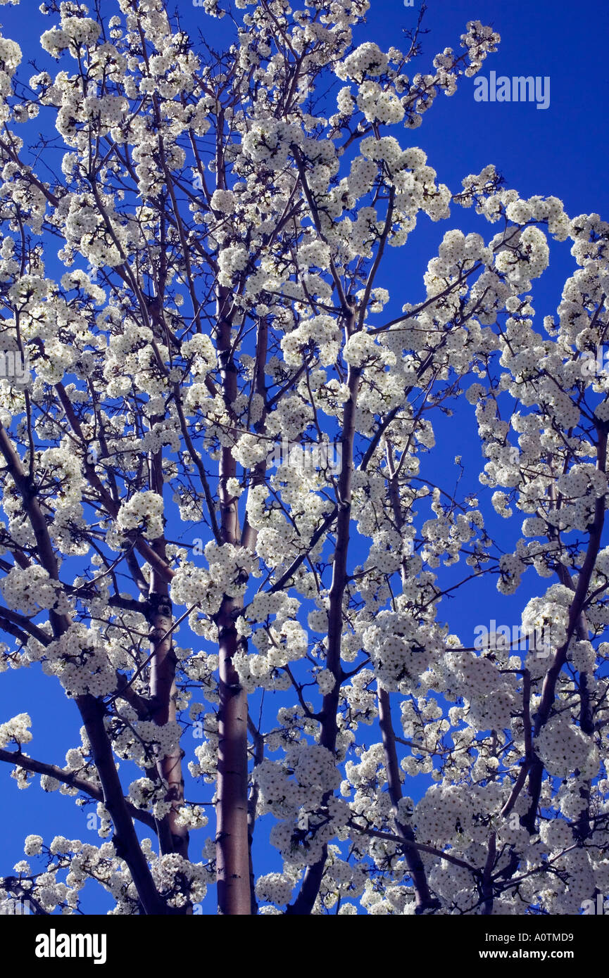 Pear trees in bloom Stock Photo - Alamy