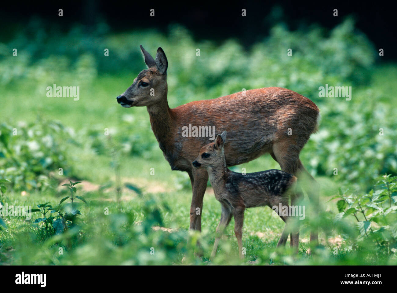 Two juvenile roe hi-res stock photography and images - Alamy