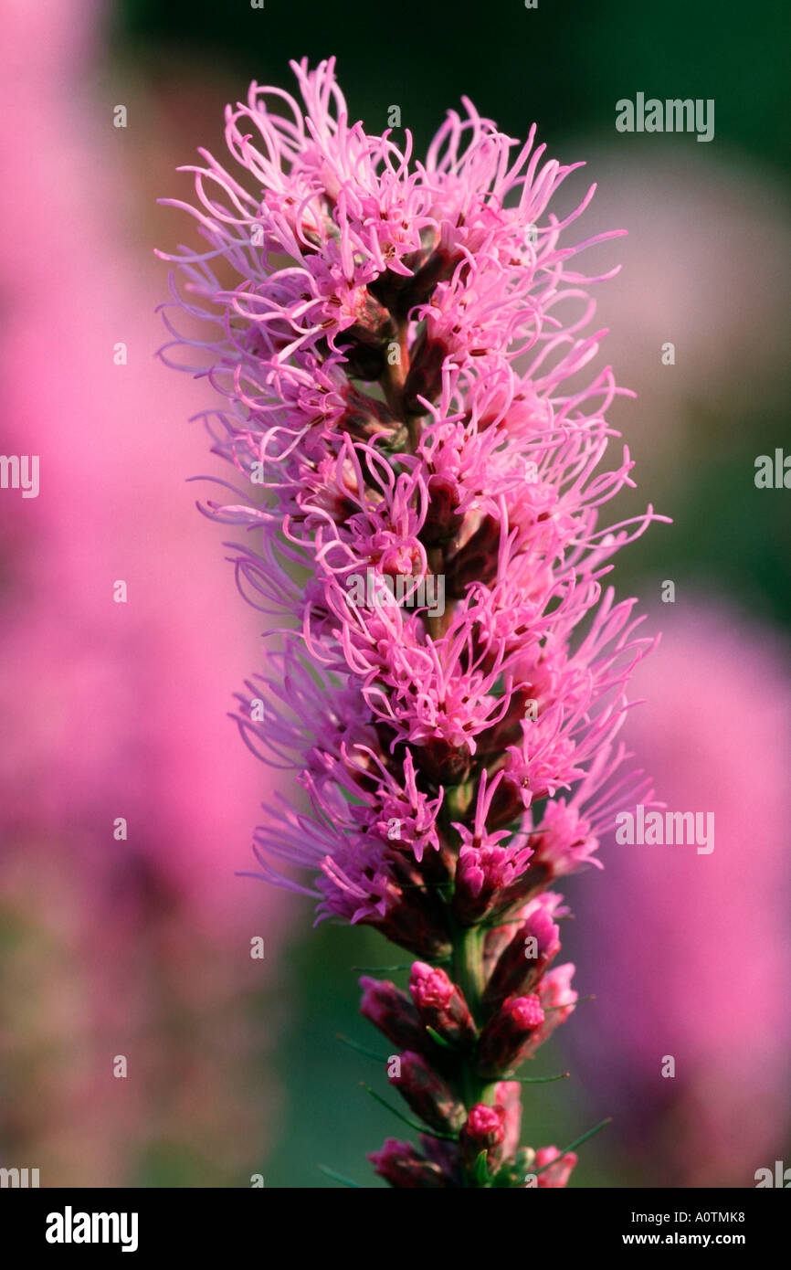 Blazing star upright hi-res stock photography and images - Alamy