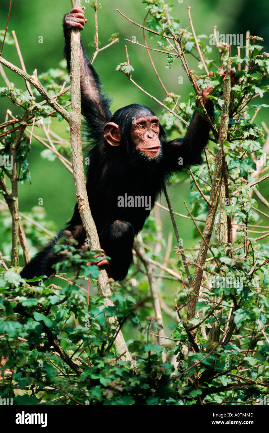 Chimpanzee / Chimpy Stock Photo - Alamy