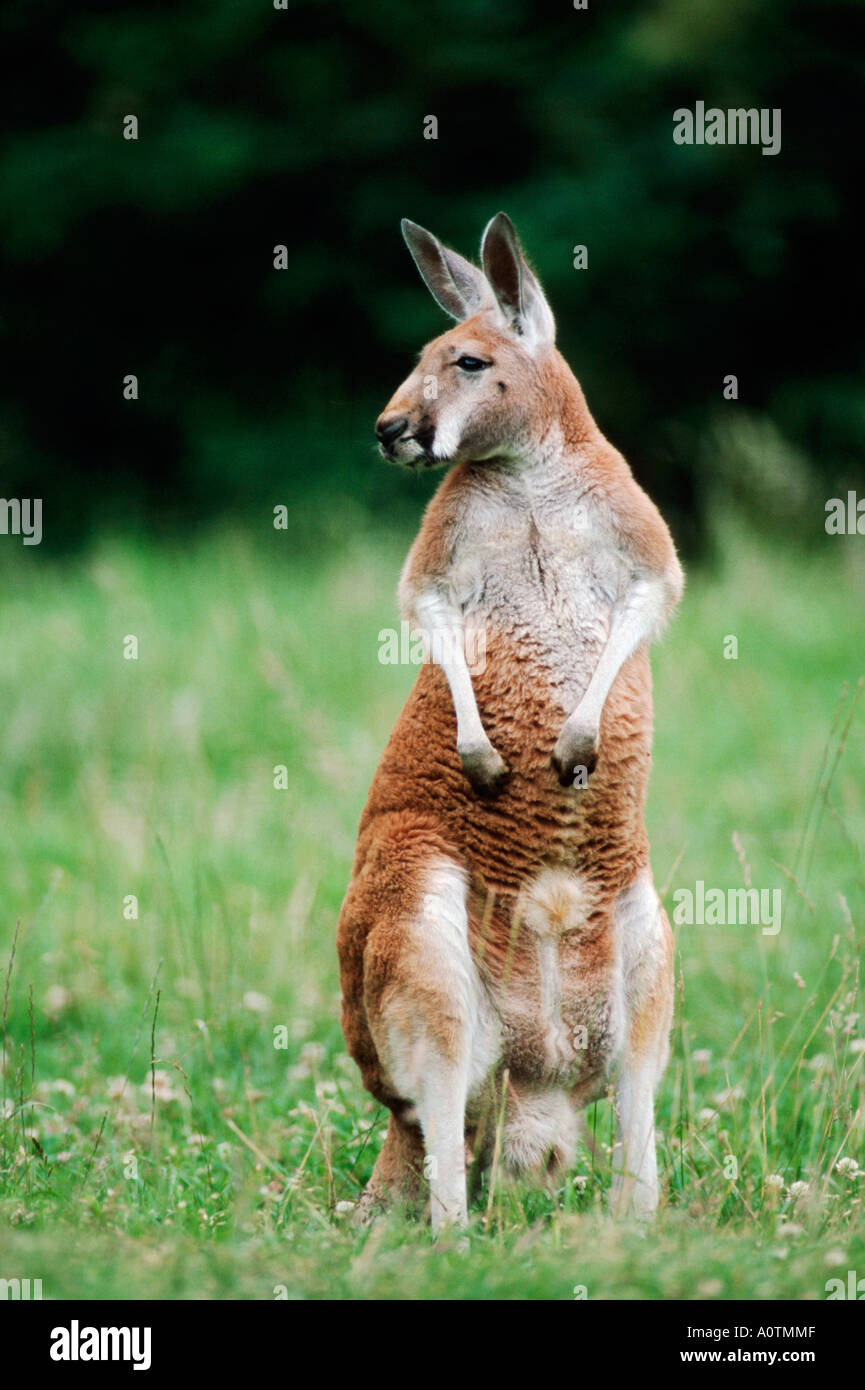 Sitting red kangaroo macropus hi-res stock photography and images - Alamy