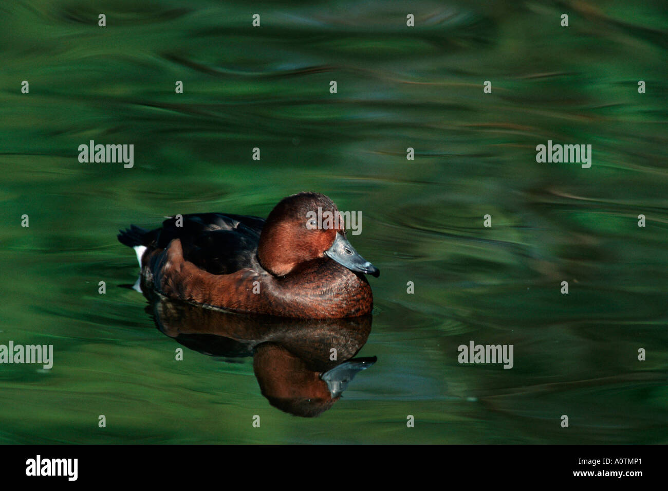Ferruginous duck aythya nyroca adult male hi-res stock photography and ...