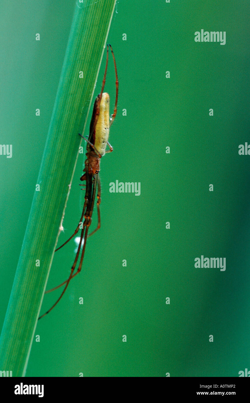 Jawed hi-res stock photography and images - Alamy