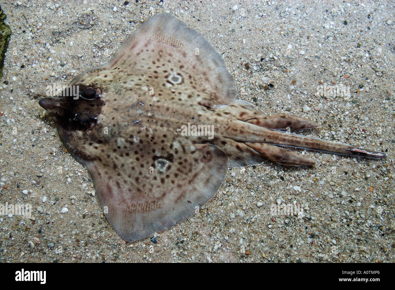 Thornback ray fish raja clavata hi-res stock photography and images - Alamy