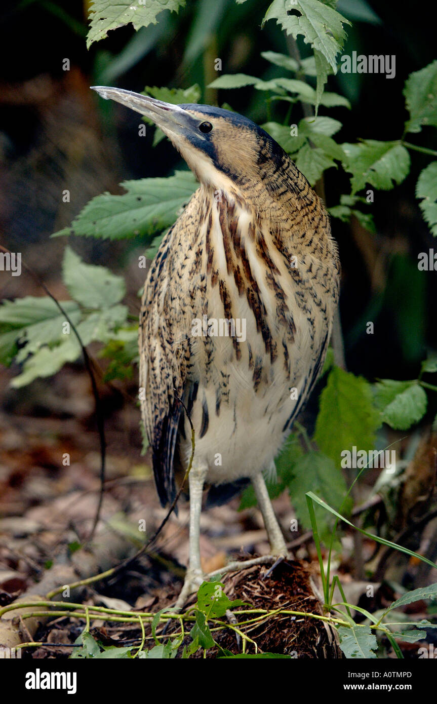 Great Bittern / Eurasian Bittern Stock Photo - Alamy