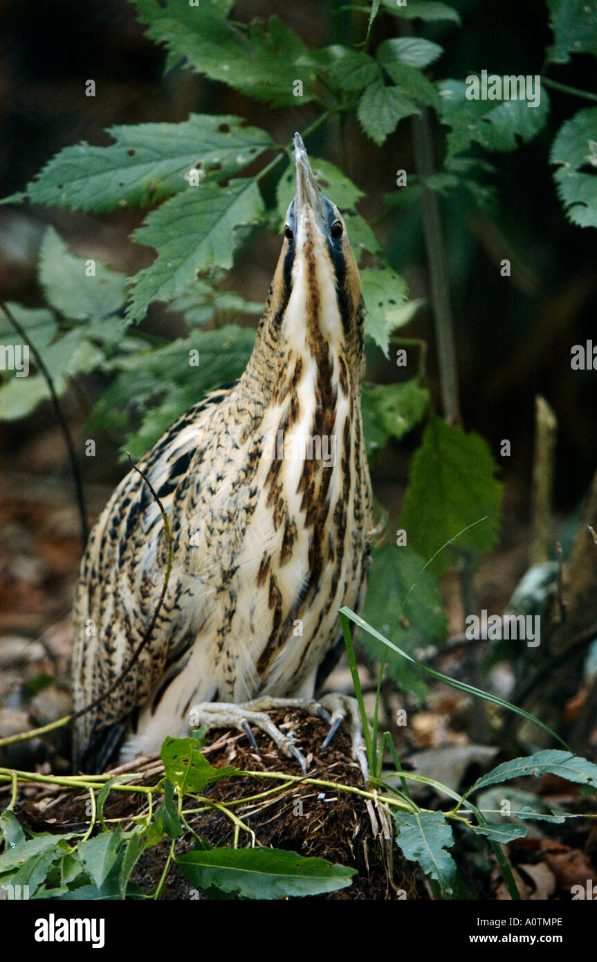 Great Bittern / Eurasian Bittern Stock Photo - Alamy